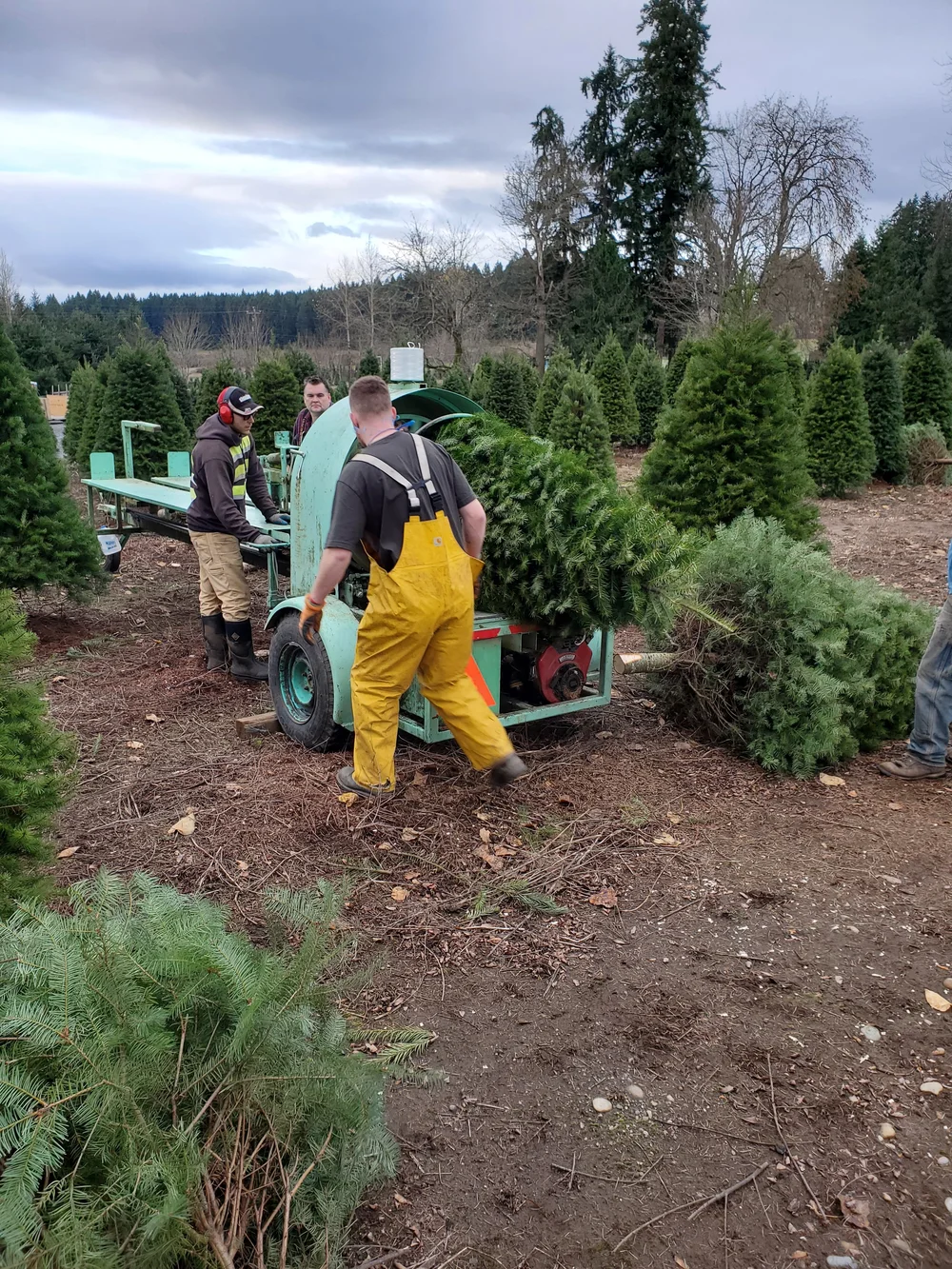 Gallery — Menefee Tree Farm