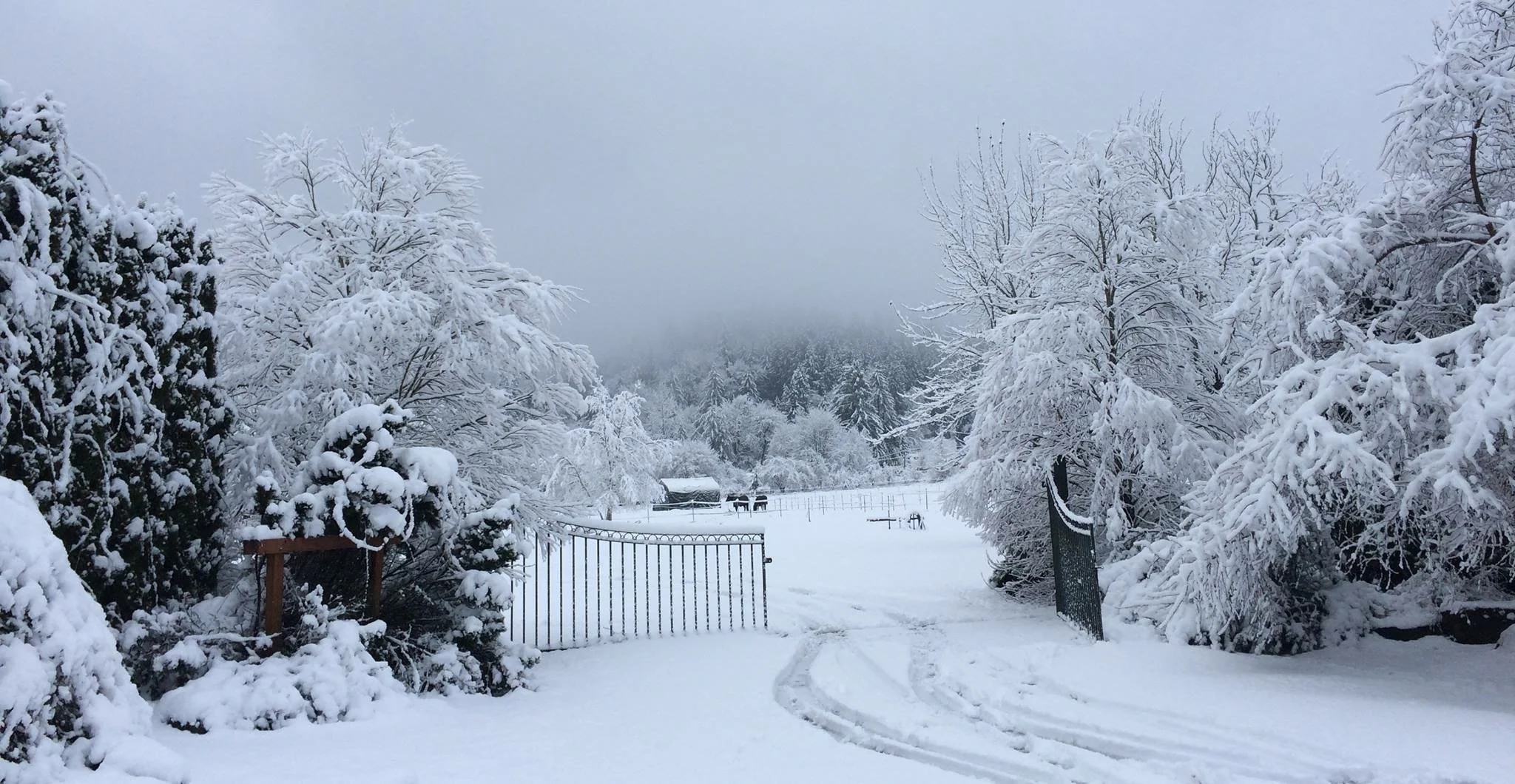 Neighbors Newsletter — Fall City, Washington