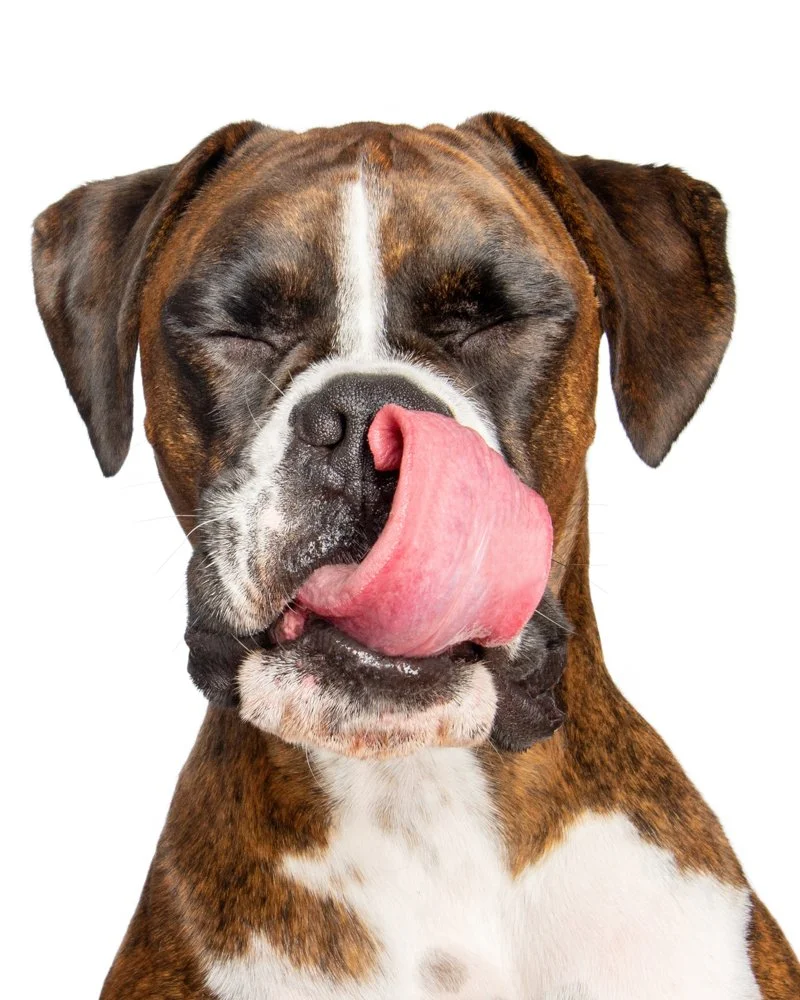 Pet Photography supporting the Animal Welfare League — Photographyroom