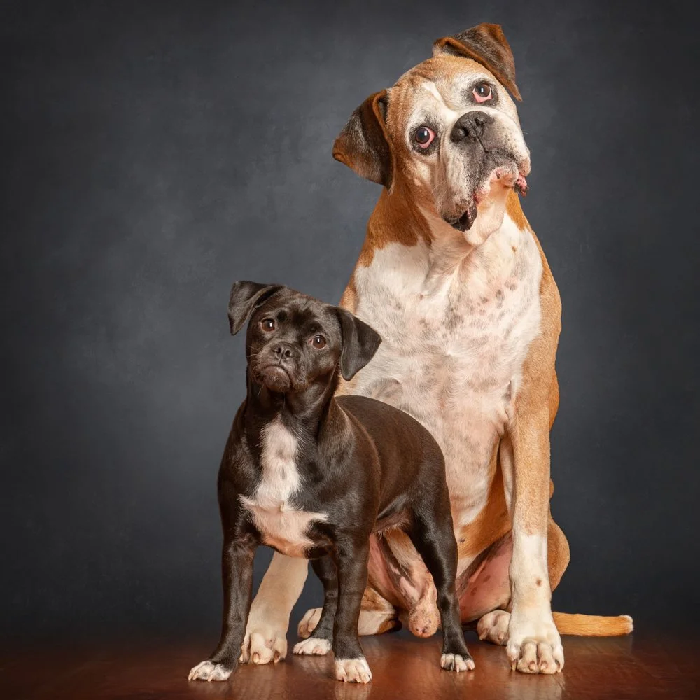 Pet Photography supporting the Animal Welfare League — Photographyroom