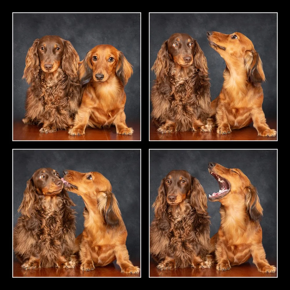 Pet Photography supporting the Animal Welfare League — Photographyroom