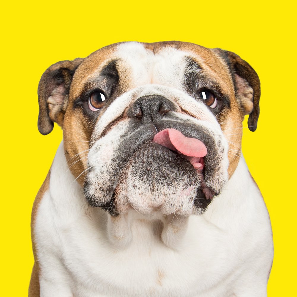 Pet Photography supporting the Animal Welfare League — Photographyroom