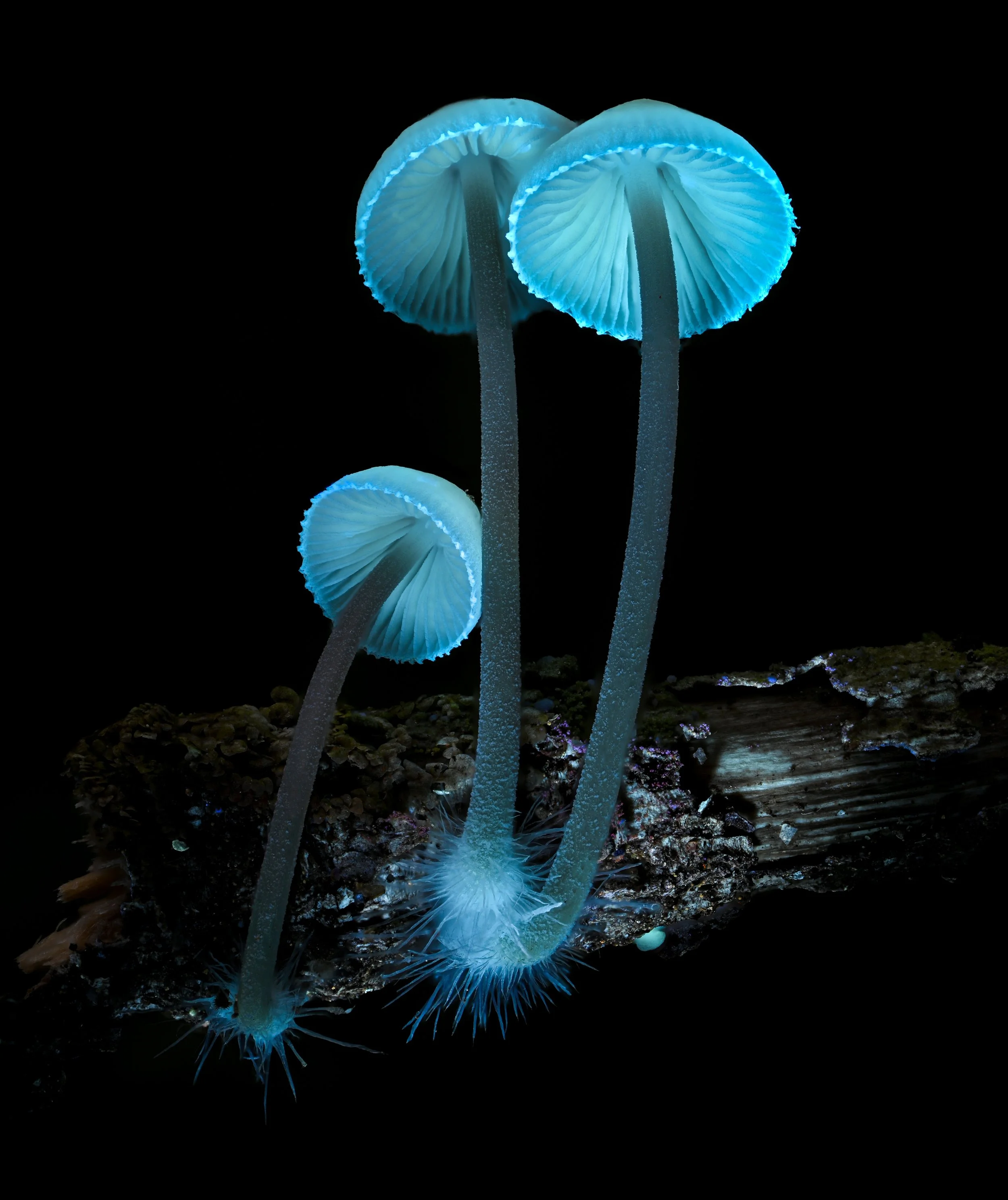 mycena LLC