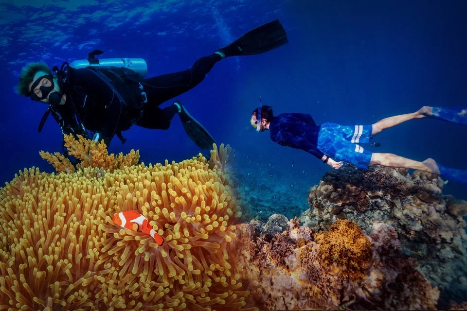 How Freediving Elevates Your SCUBA Game | Pacific Freedive Academy ...