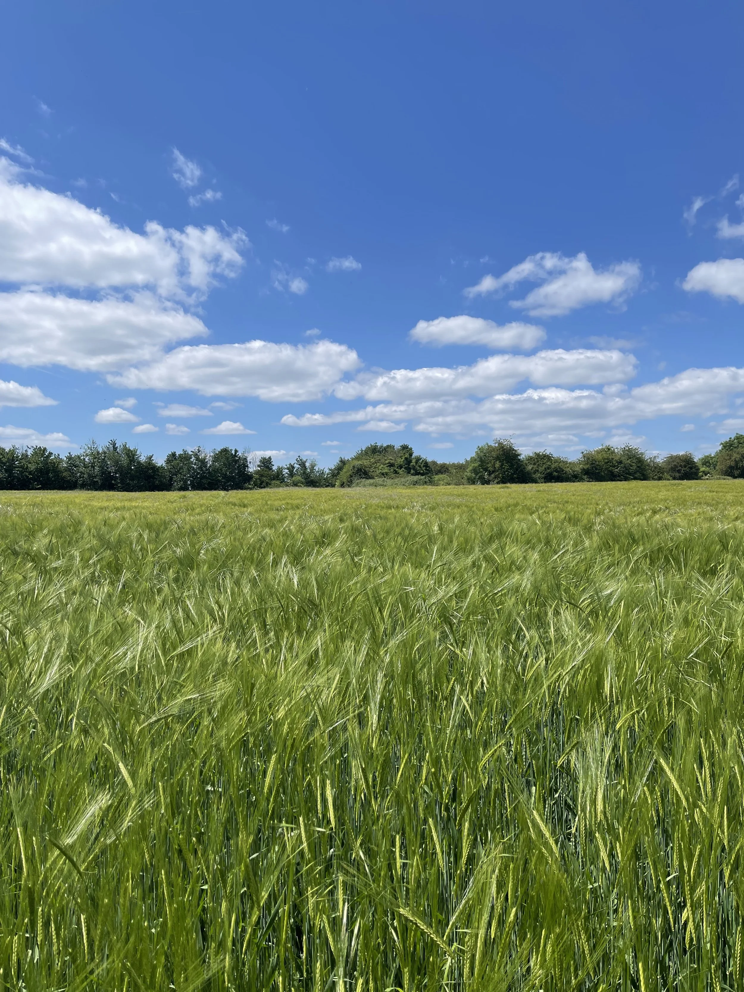 Grōwan | Experience Growth—Join Us Today