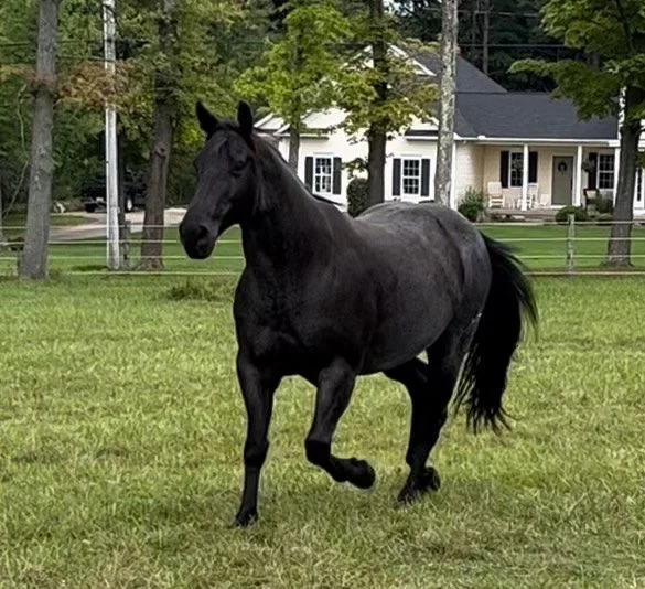 OUR HORSES — Cornerstone Ranch