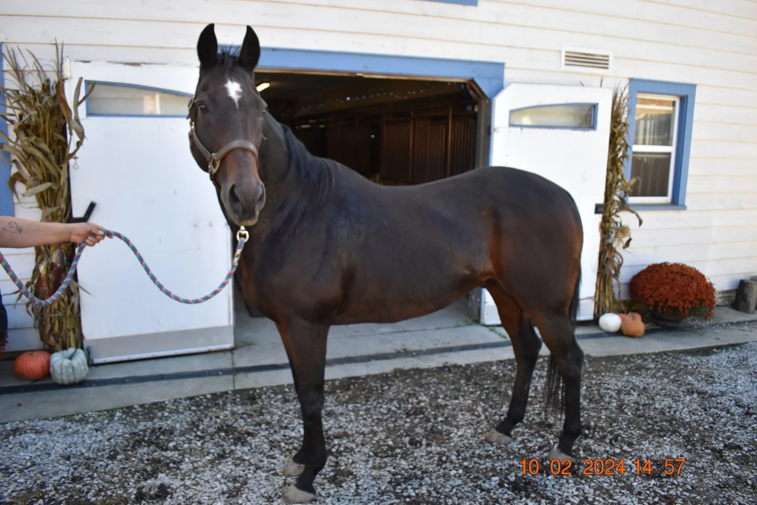 OUR HORSES — Cornerstone Ranch
