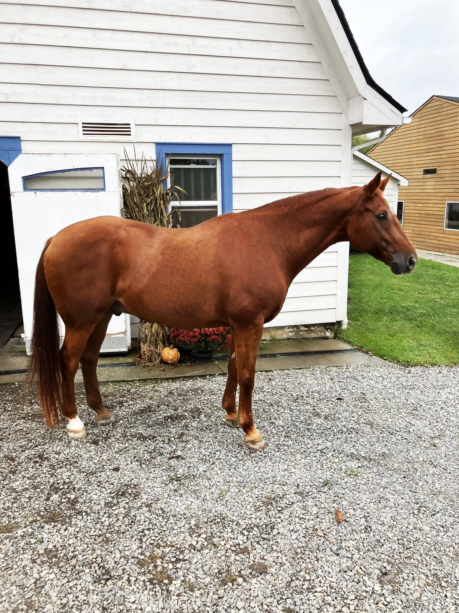 OUR HORSES — Cornerstone Ranch