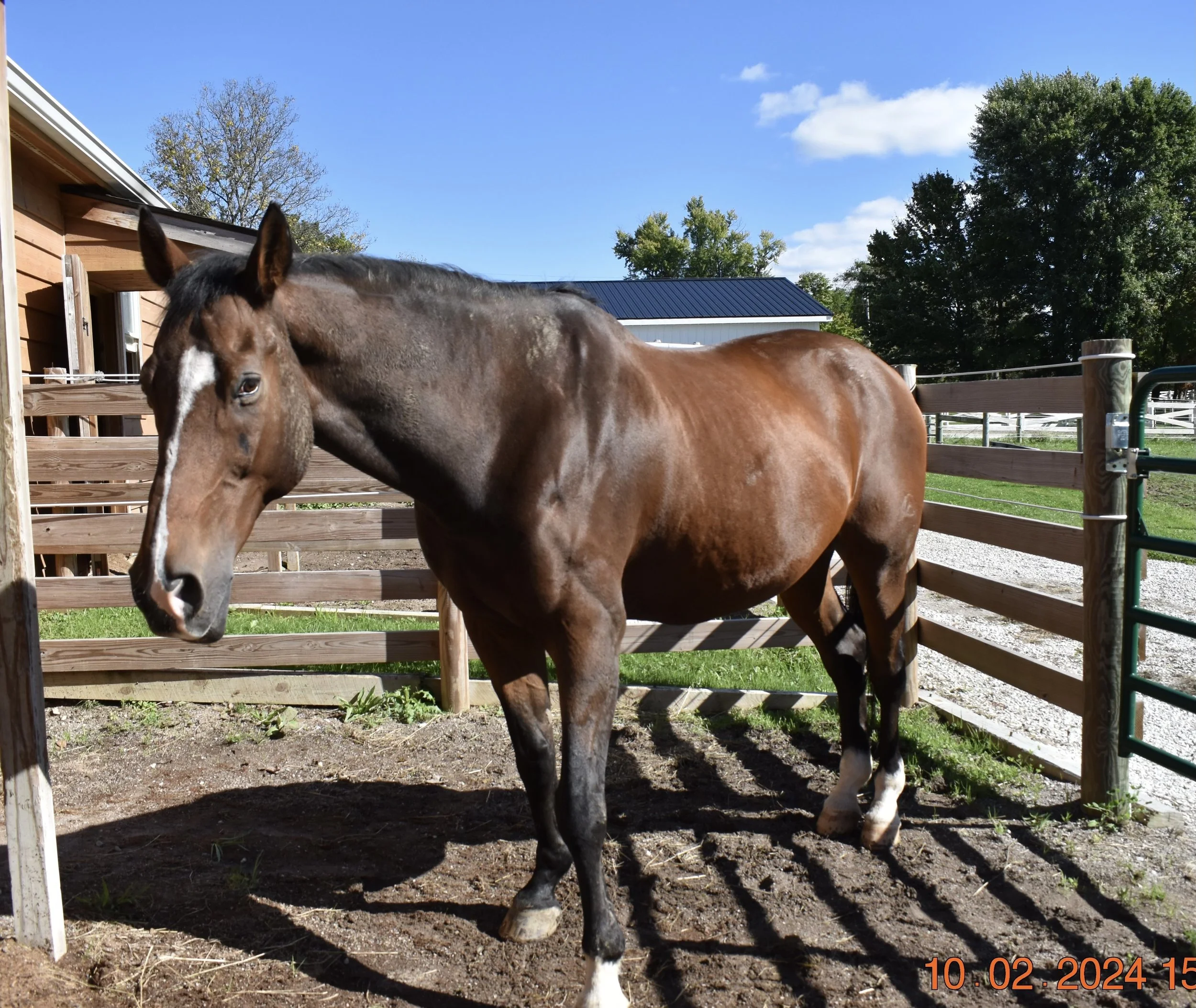 OUR HORSES — Cornerstone Ranch