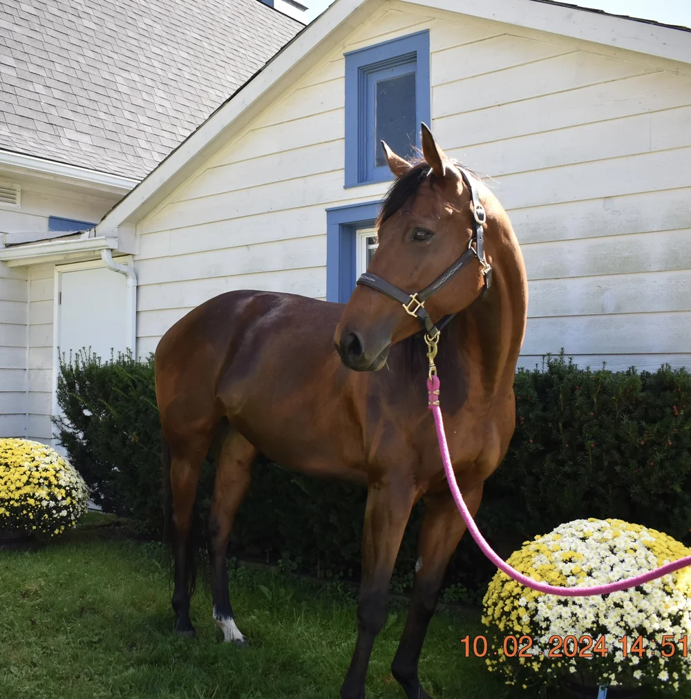 OUR HORSES — Cornerstone Ranch