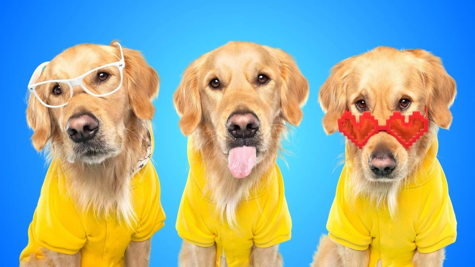 Een fotoshoot met je hond bij dé hondenfotograaf in Nederland!