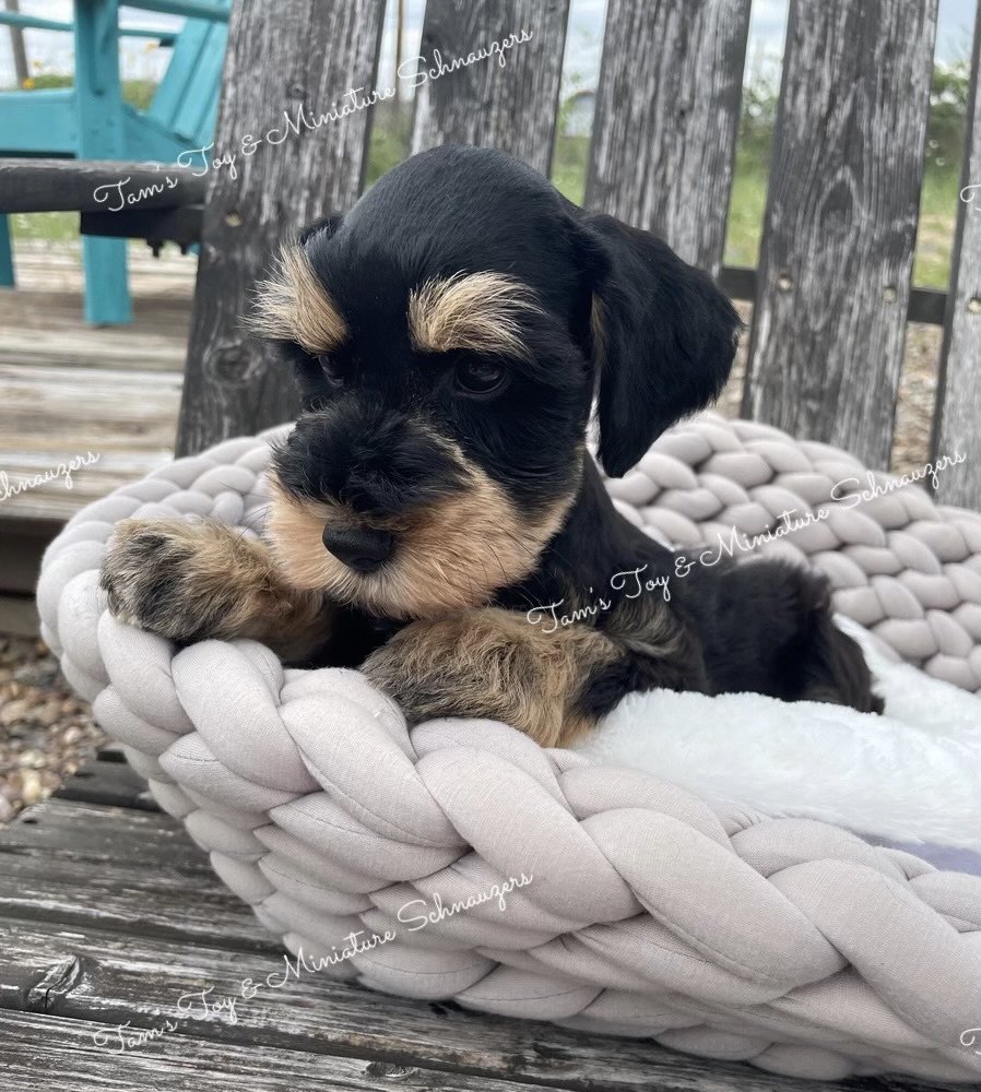 Tam's Toy & Miniature Schnauzers - texas puppies for sale — TAM'S TOY ...