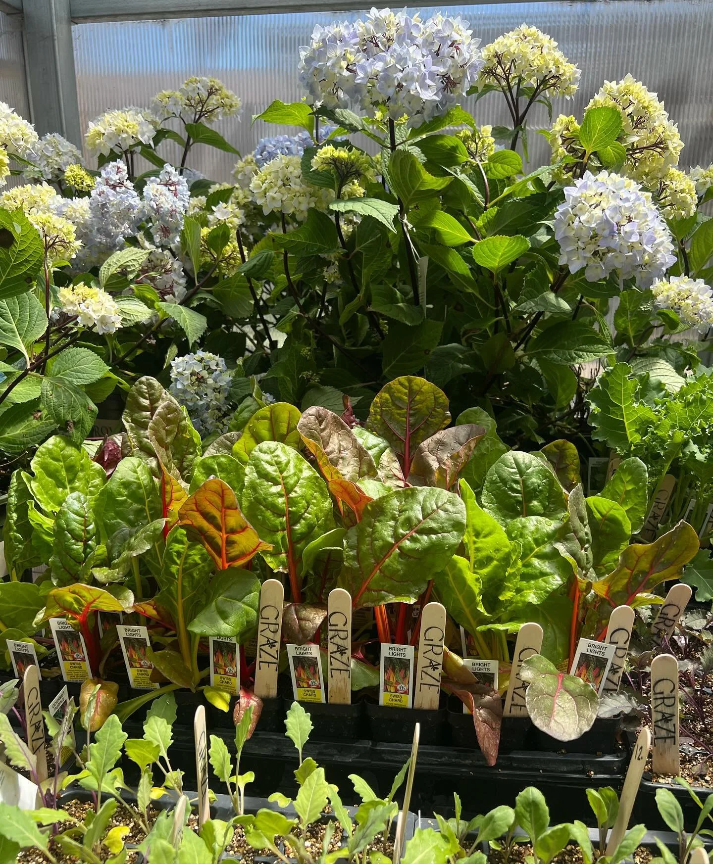 GRAZE GARDEN AND HOME