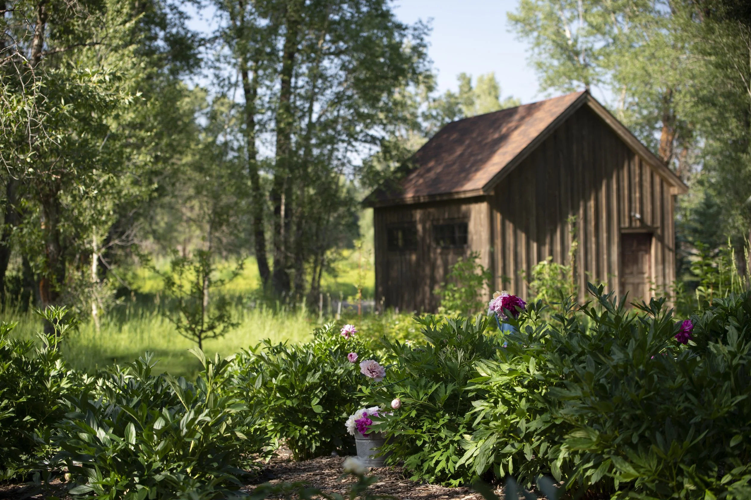 PEONY PICKING — GRAZE GARDEN AND HOME
