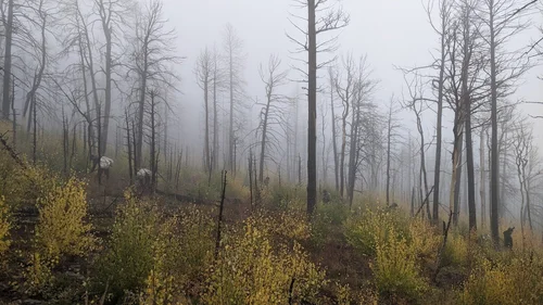 Forest Project | Join Our Upcoming Events Today — Browne Family Vineyards