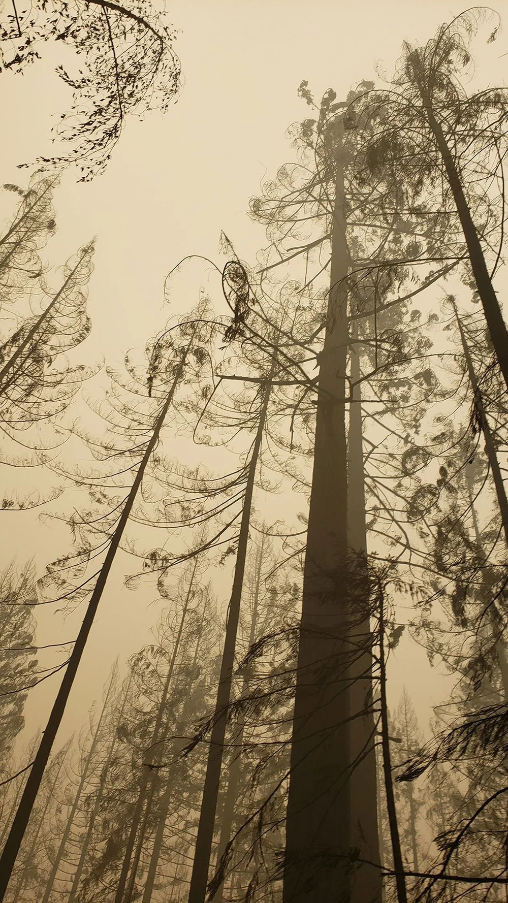 Forest Project | Join Our Upcoming Events Today — Browne Family Vineyards