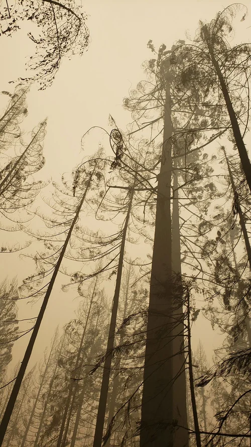 Forest Project | Join Our Upcoming Events Today — Browne Family Vineyards