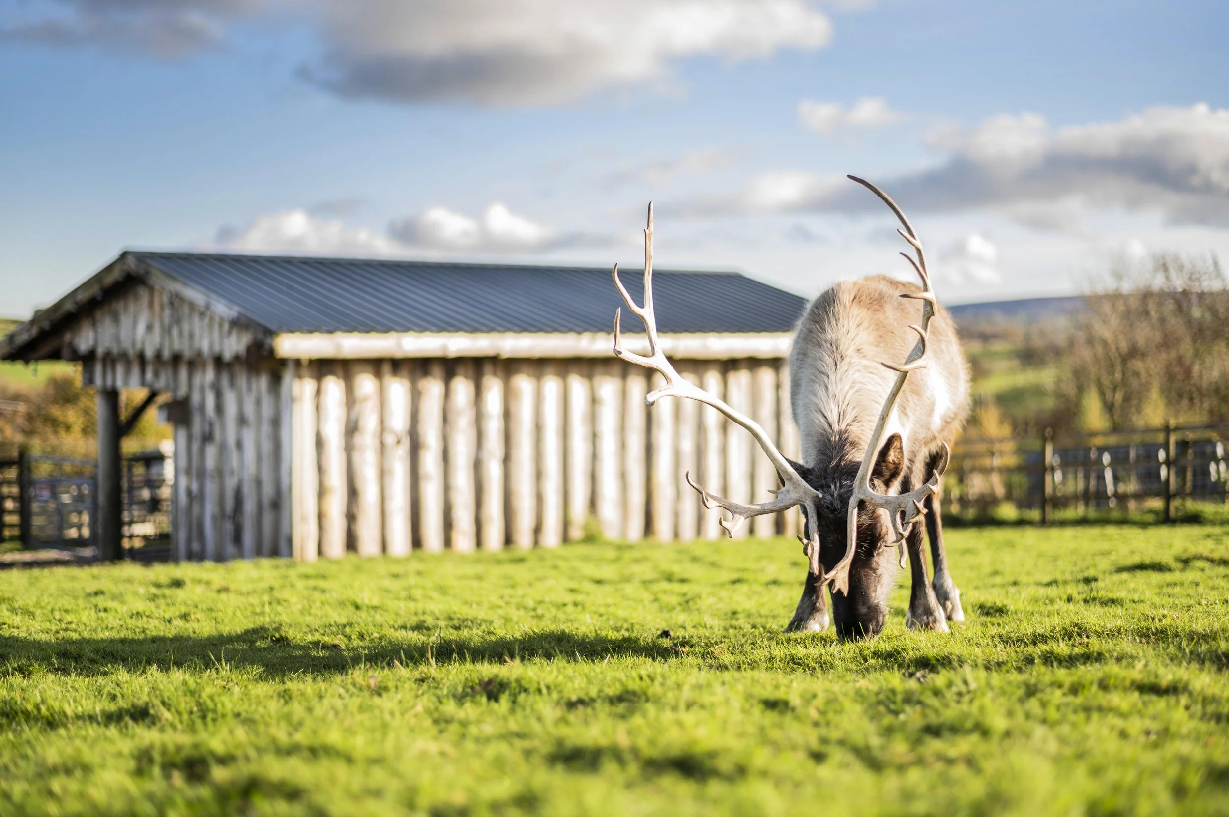 Reindeer Experiences and Farm Stays in North Wales