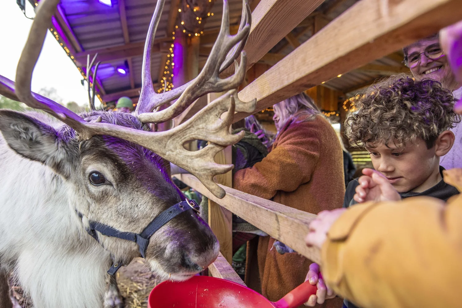 Reindeer Experience – North Hills Farm Christmas Magic — North Hills Farm