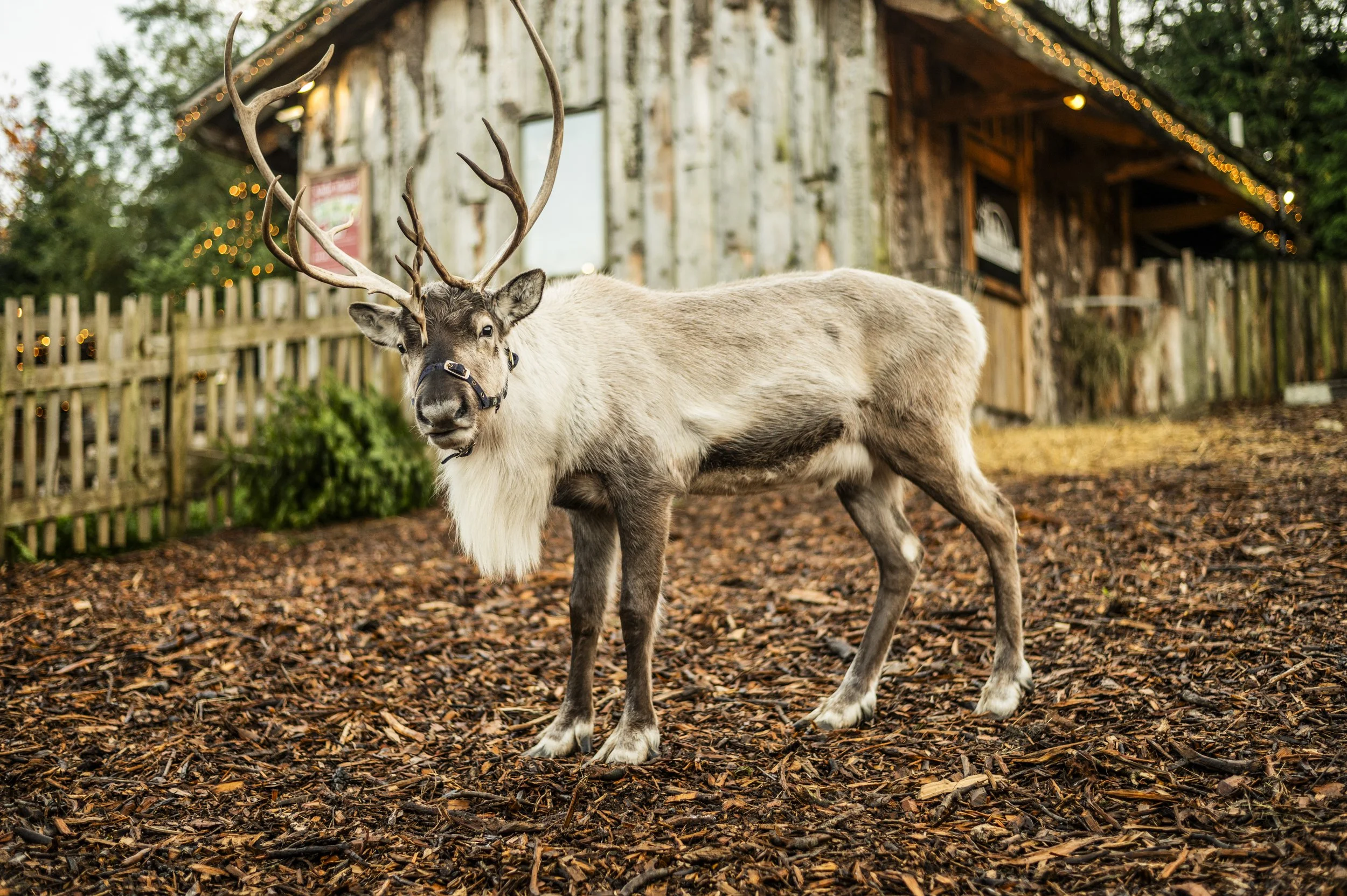 Reindeer for Sale with Expert Care and Support in the UK — North Hills Farm