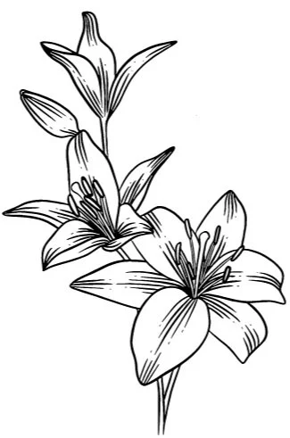 2024 Easter Lily Sale — FIRST UNITED METHODIST CHURCH