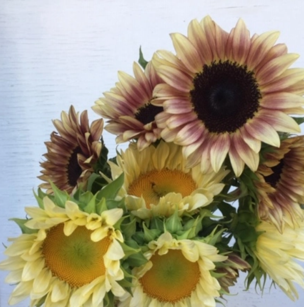 Our Flowers — Wollam Gardens