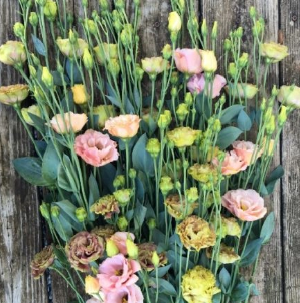 Our Flowers — Wollam Gardens