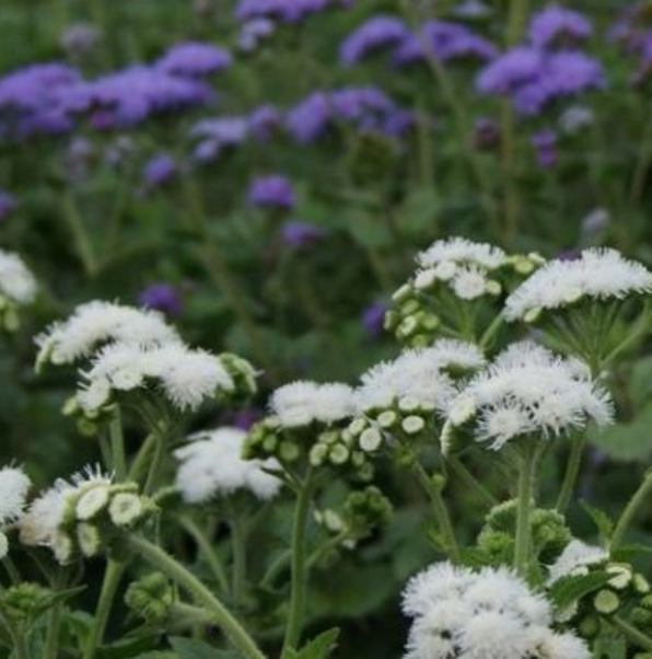 Our Flowers — Wollam Gardens