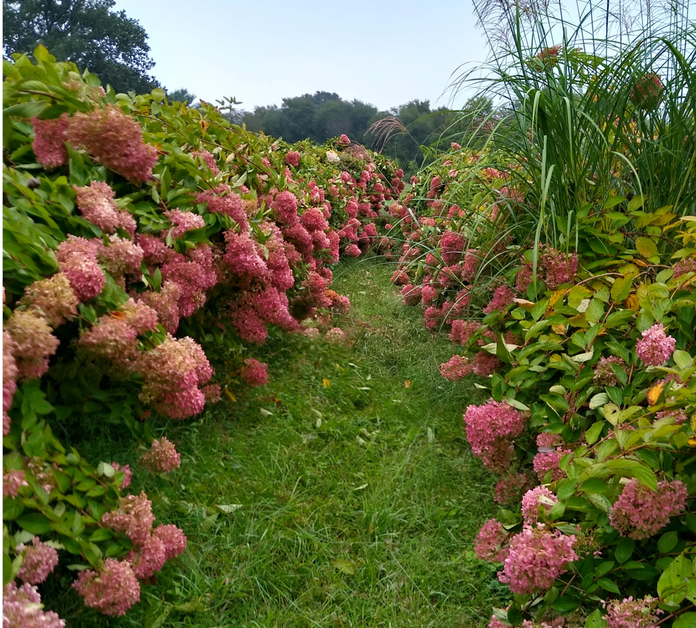 Our Flowers — Wollam Gardens