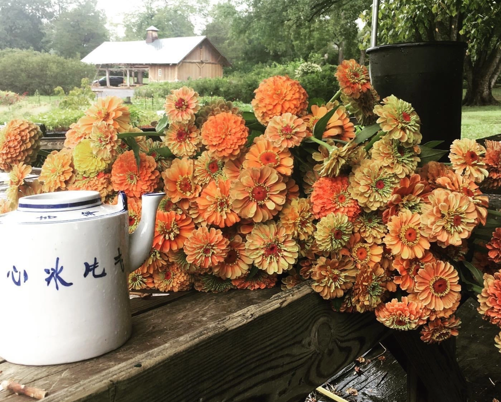 Our Flowers — Wollam Gardens