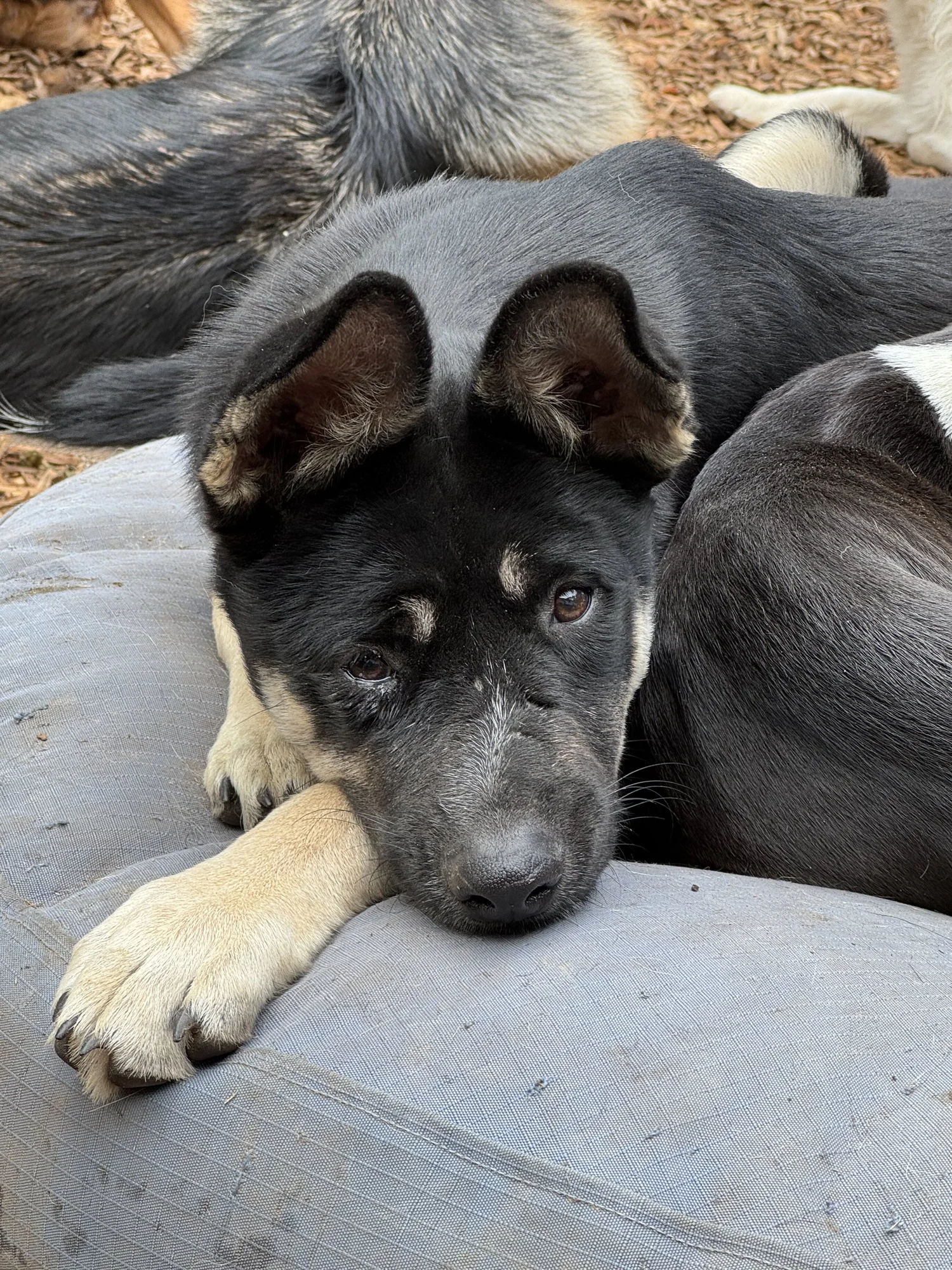 Perfect Imperfections Rescue and Sanctuary