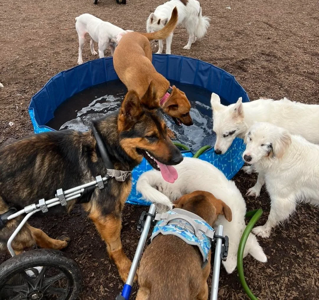 What We Do — Perfect Imperfections Rescue and Sanctuary