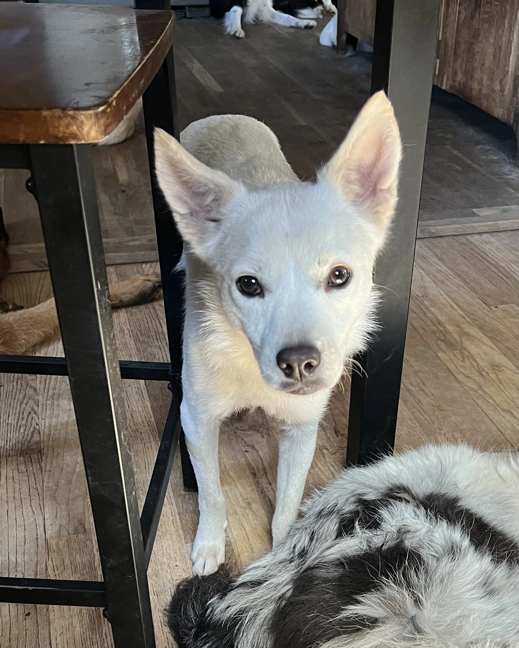 Perfect Imperfections