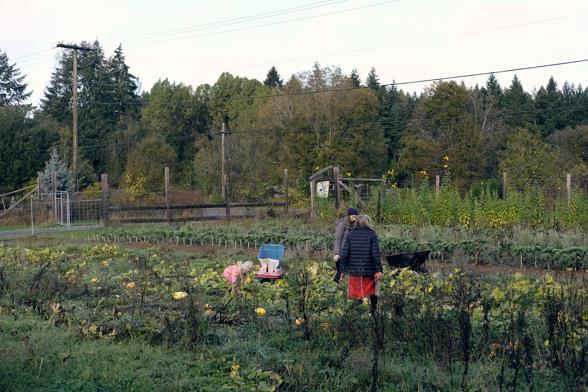 The Farm — Alderlea Farm & Cafe