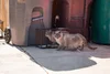 TNR PACKAGE — ANIMAL FIX CLINIC