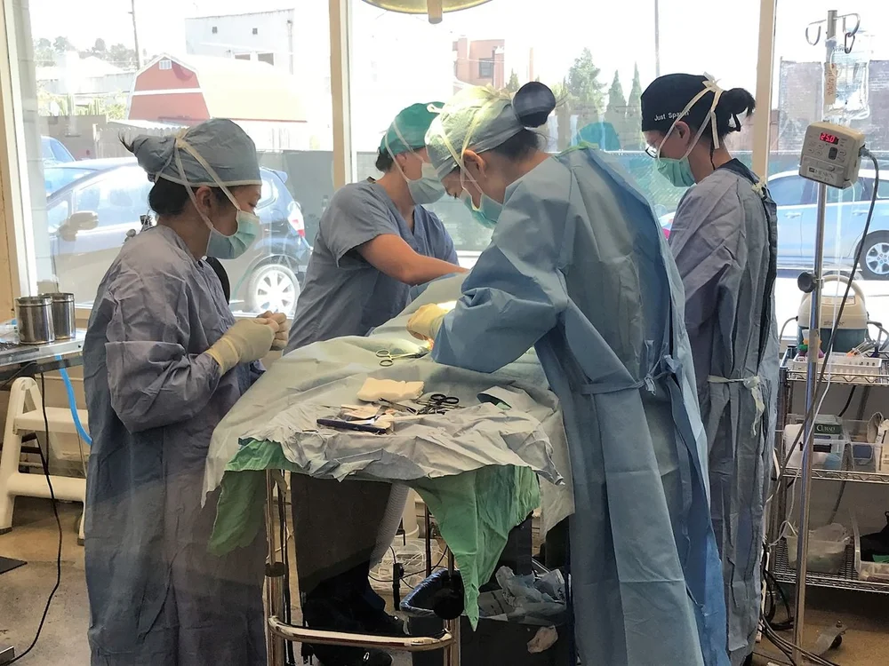 APPOINTMENT INFO — ANIMAL FIX CLINIC