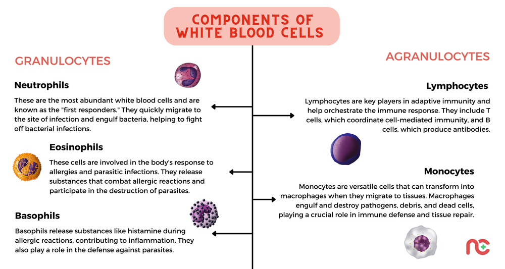 Unraveling the Enigma: Understanding White Blood Cells and Their ...