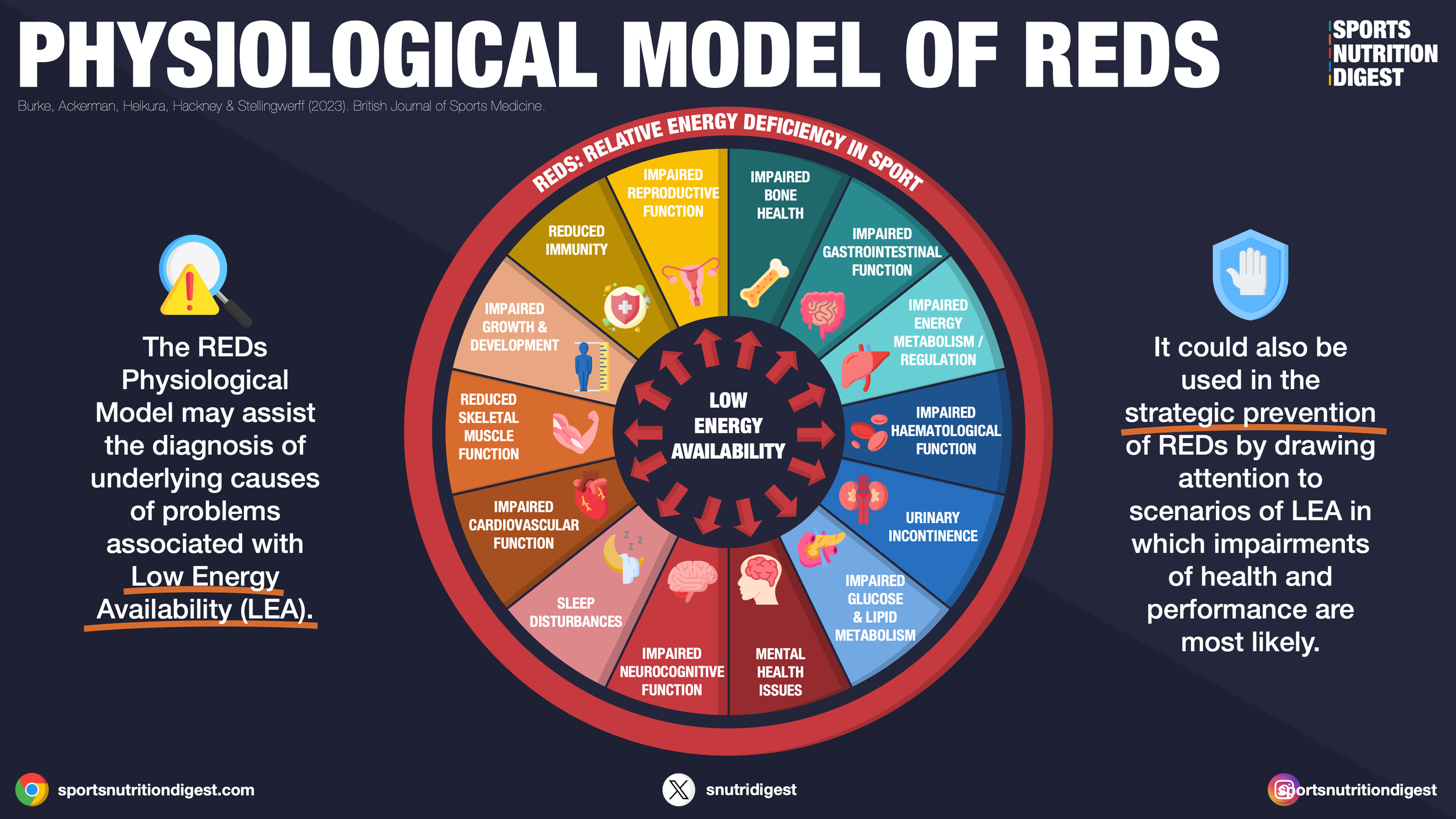 Physiological Model of REDs — Sports Nutrition Digest