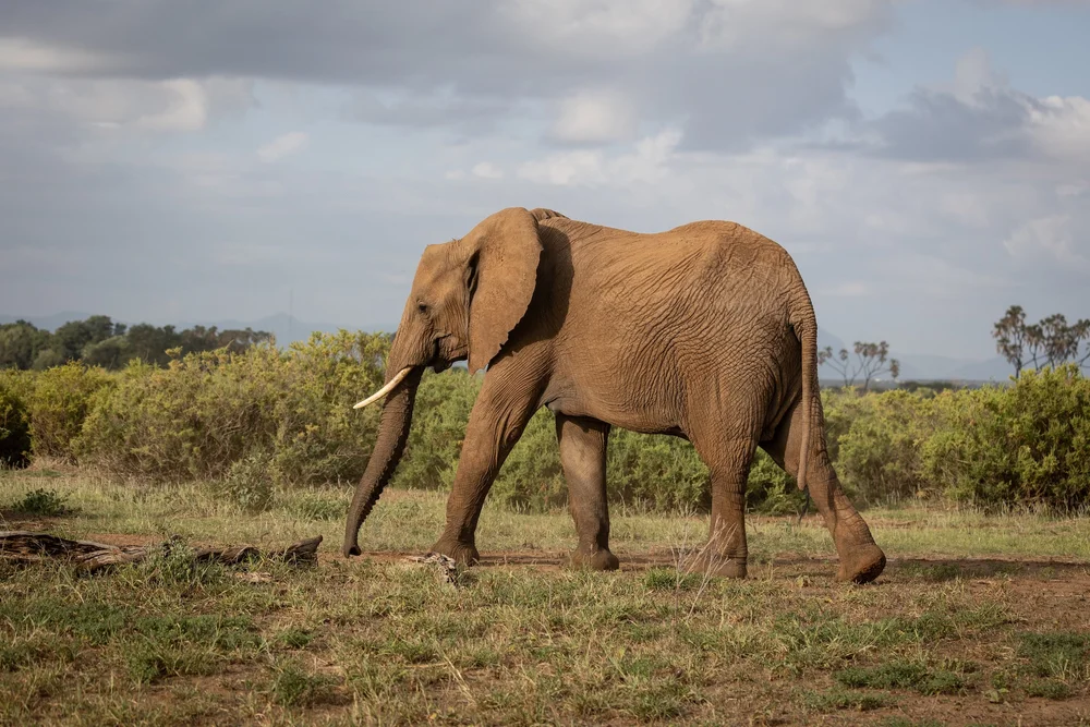 EXPLORATIONS — MARK BOYD SAFARIS