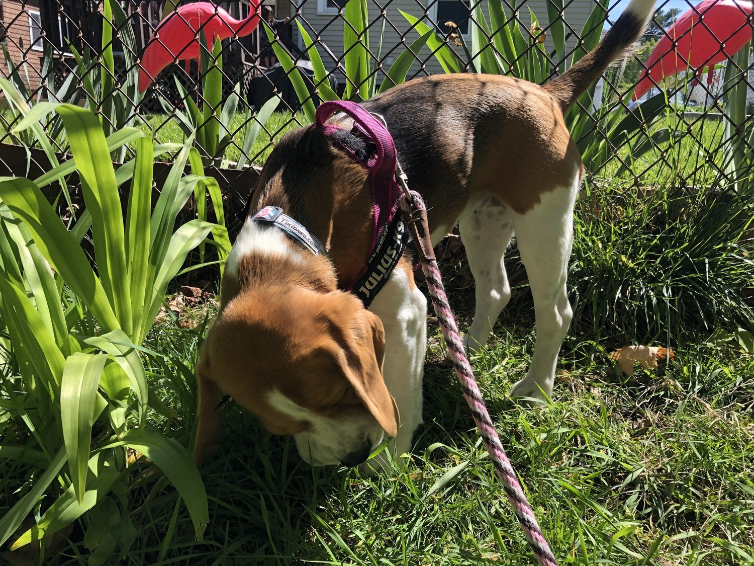 Ultimate guide to exercising your Beagle — All About Beagles