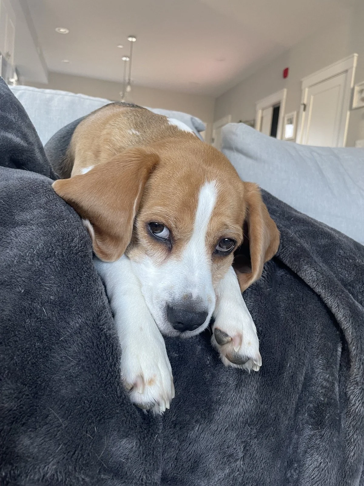 Beagles as Family Dogs: A Perfect Match — All About Beagles