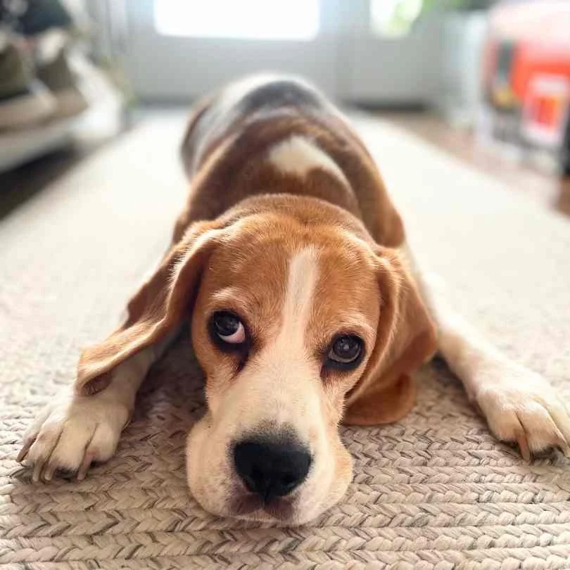 What is the average lifespan of a Beagle? — All About Beagles