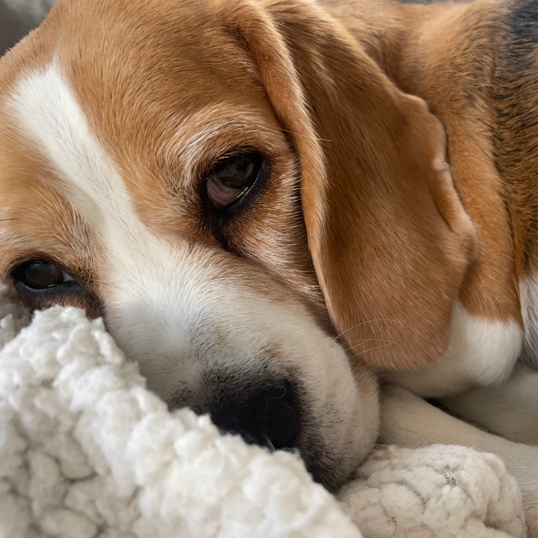 10 Reason Why Beagles Are the Best Dogs — All About Beagles