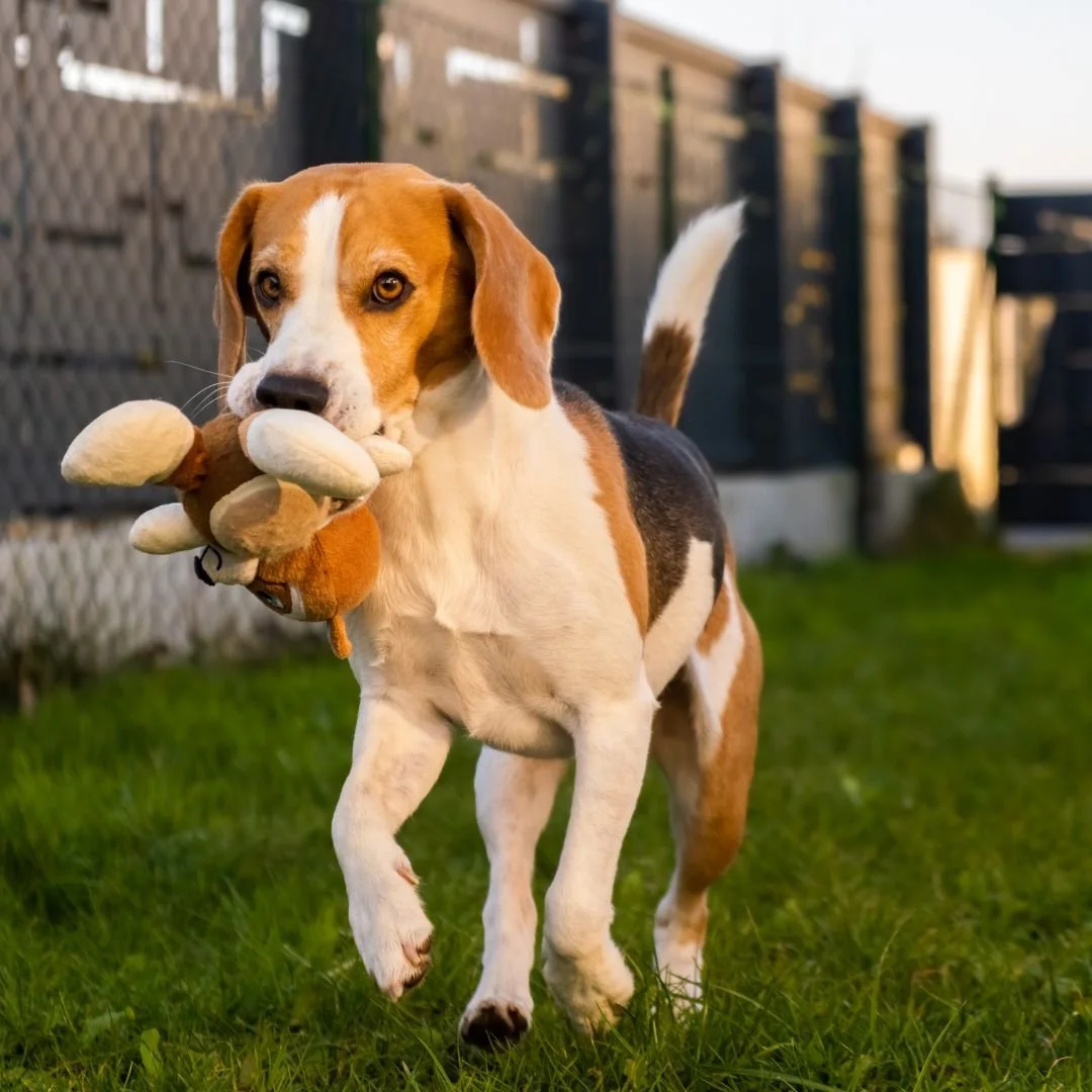 Disclaimer — All About Beagles