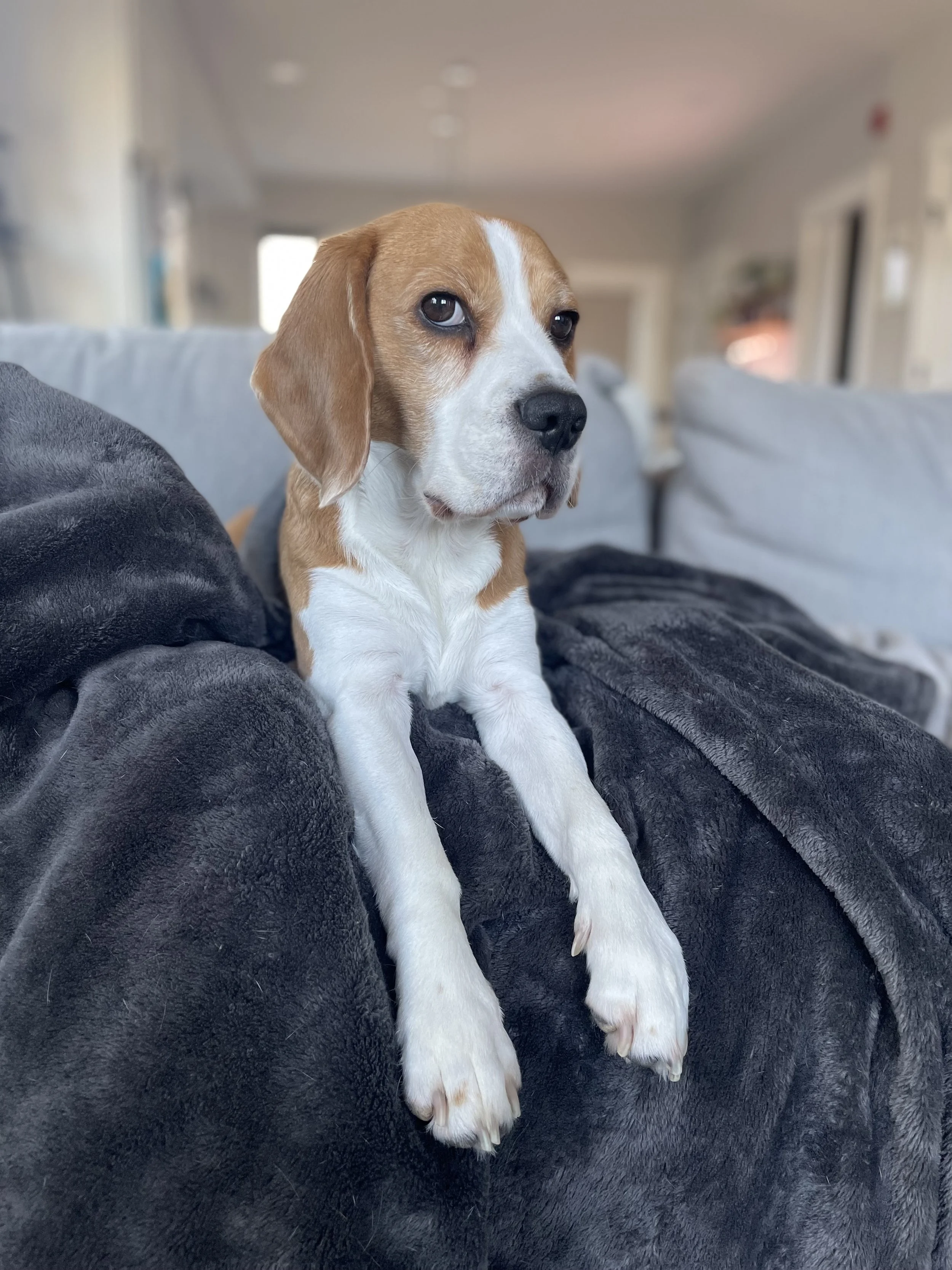 Beagles as Family Dogs: A Perfect Match — All About Beagles