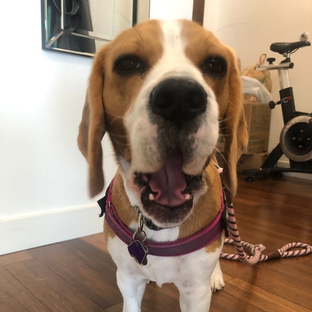 How To Stop A Beagle From Barking — All About Beagles