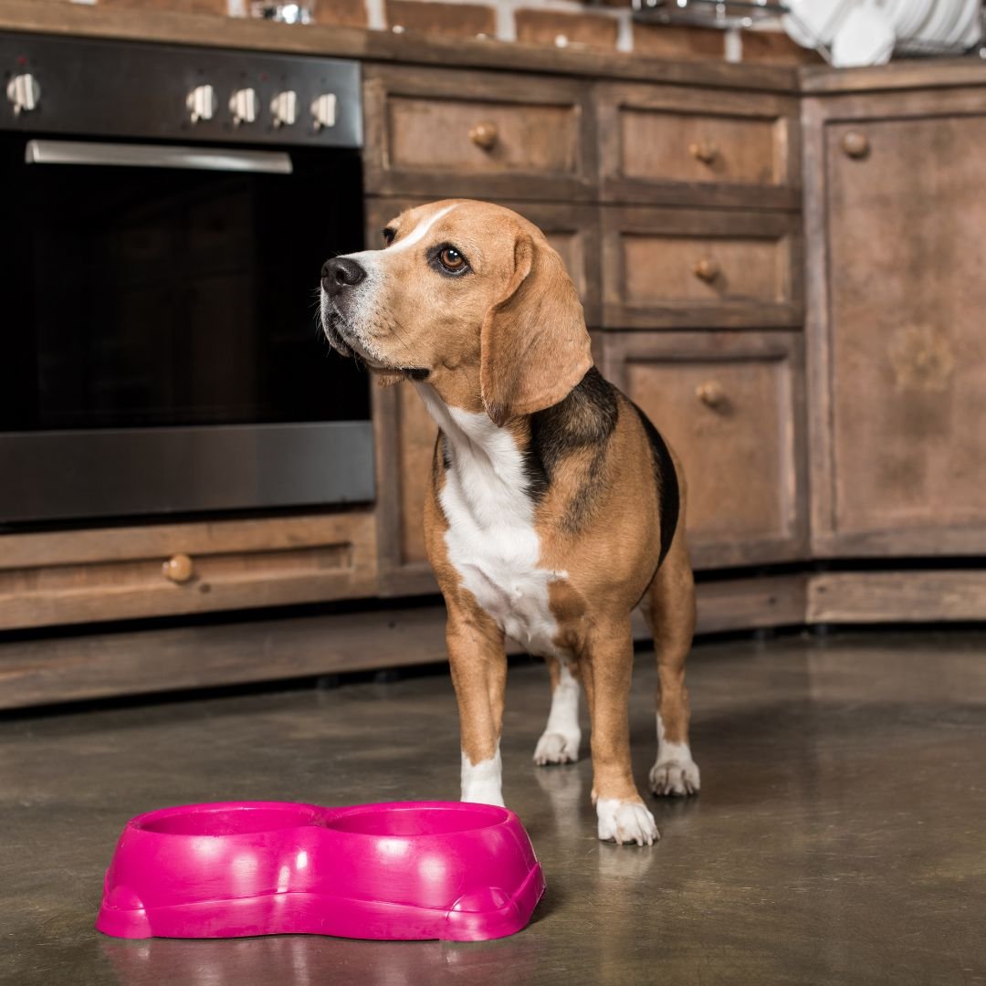 Beagle health — All About Beagles