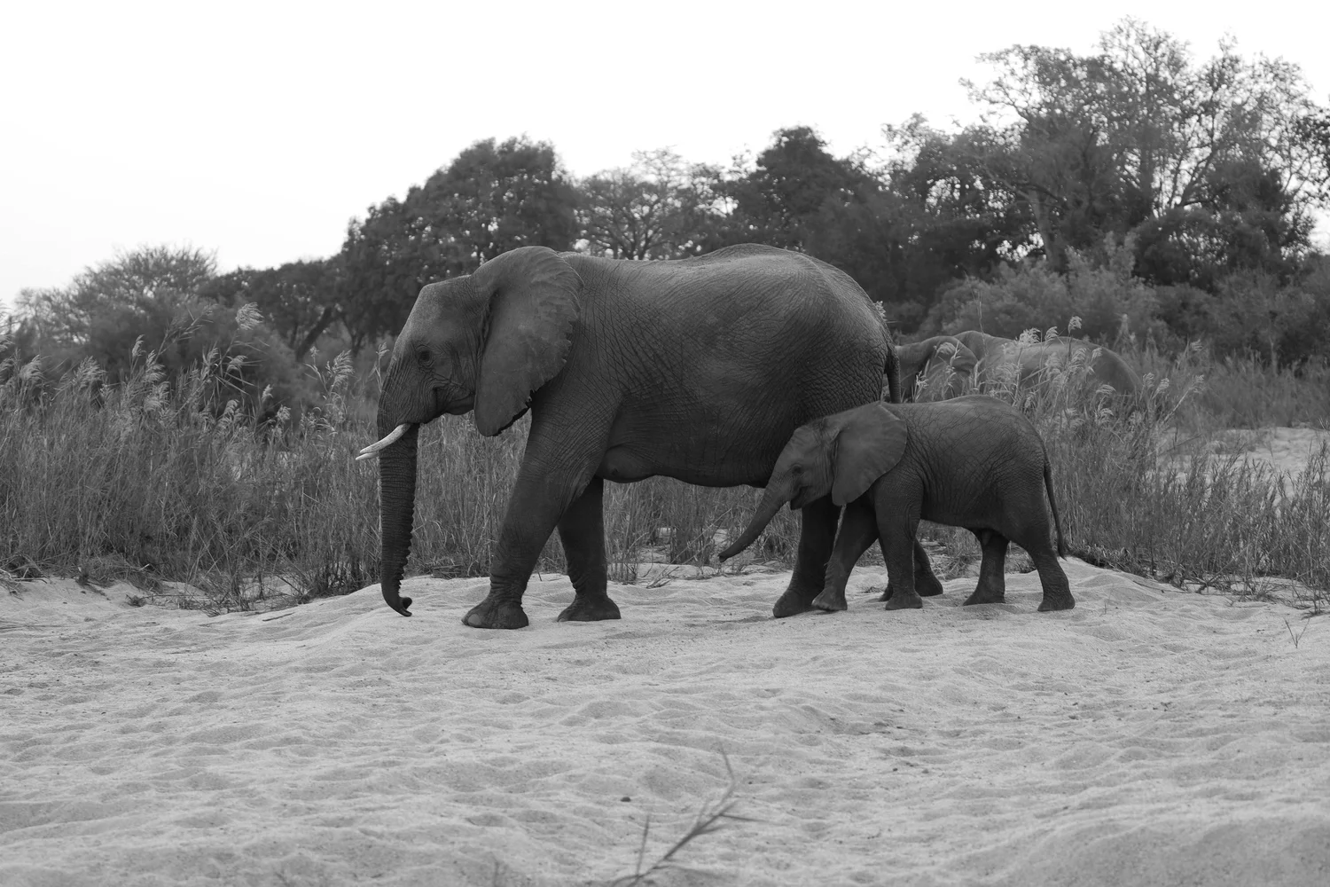 Nektaria Photos Photography | Scottsdale Based Professional Photography