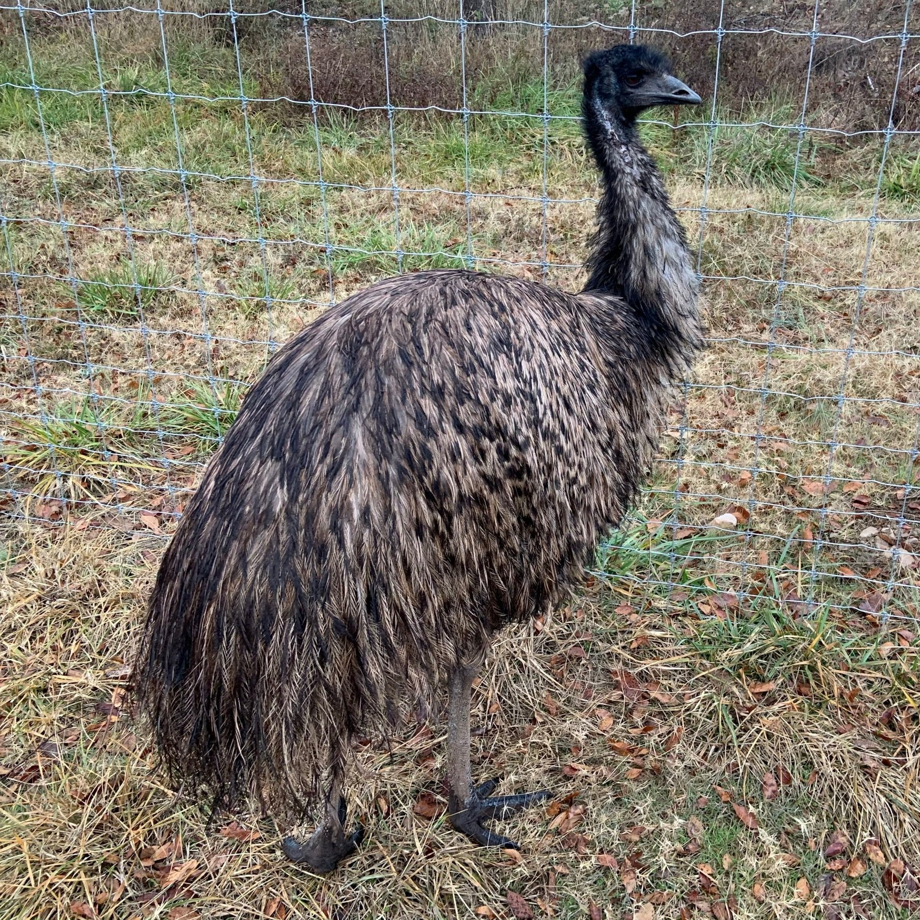 Gum Creek Emus | High Quality Emu Meat | Paris, AR