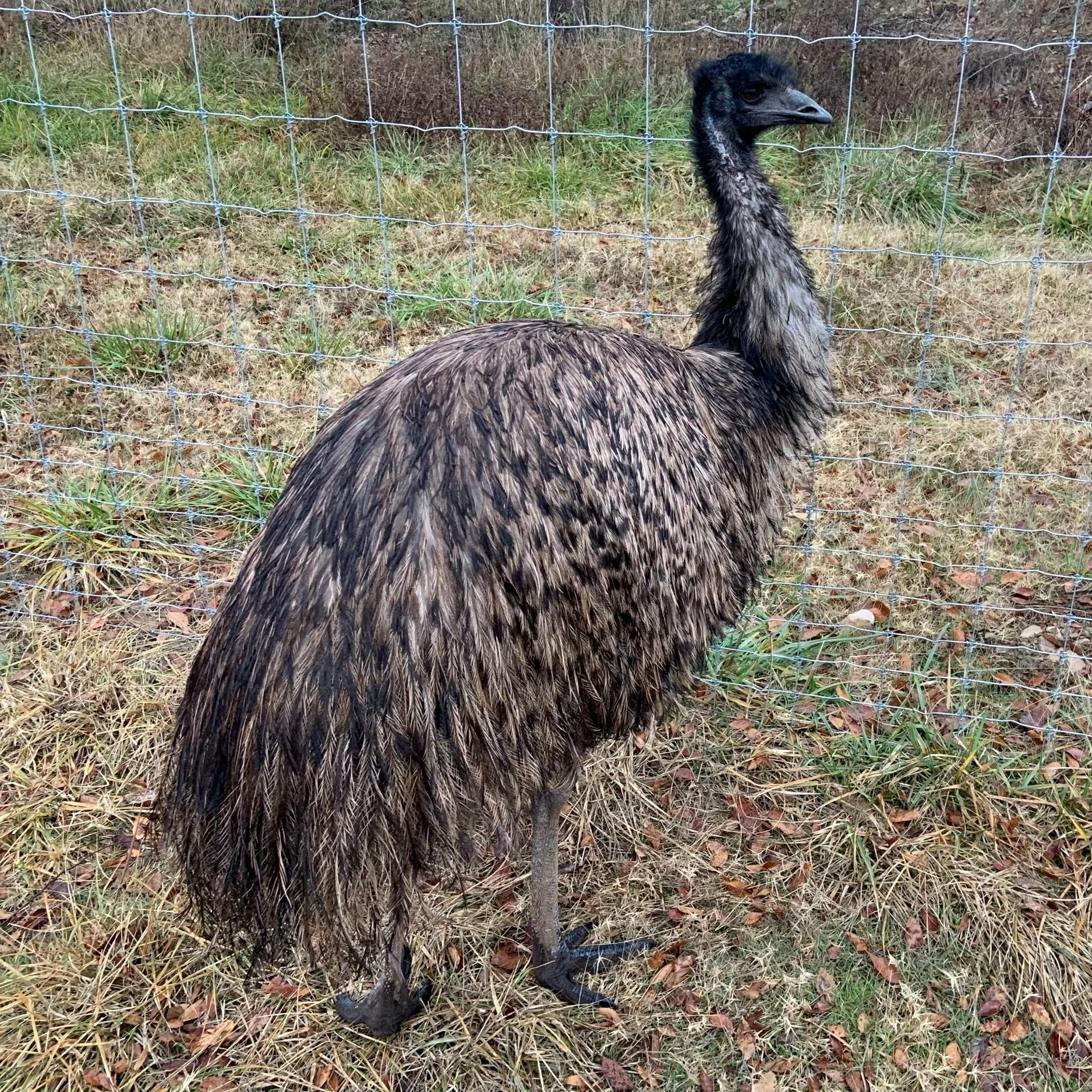 Gum Creek Emus | High Quality Emu Meat | Paris, AR
